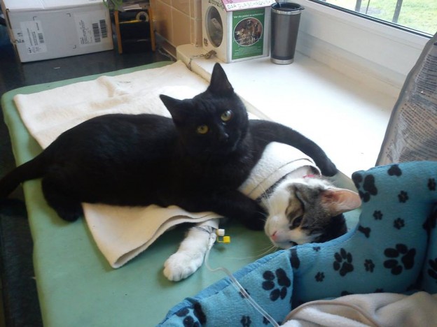 Rademenes, gato enfermero que abraza a los animales