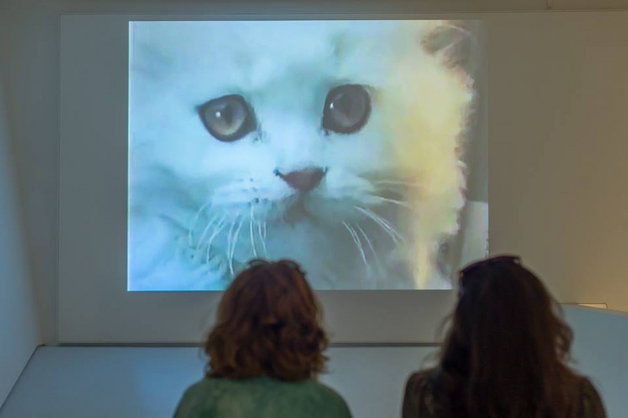 Cómo los gatos conquistaron Internet