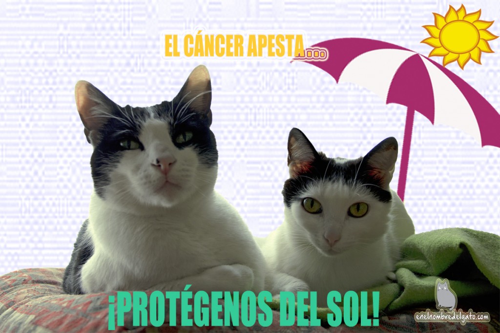 Gatos con cáncer de piel: todo lo que debes saber