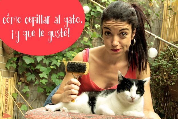 ¿Cómo cepillar al gato y que le guste? ¡Es posible! - En el Nombre del Gato